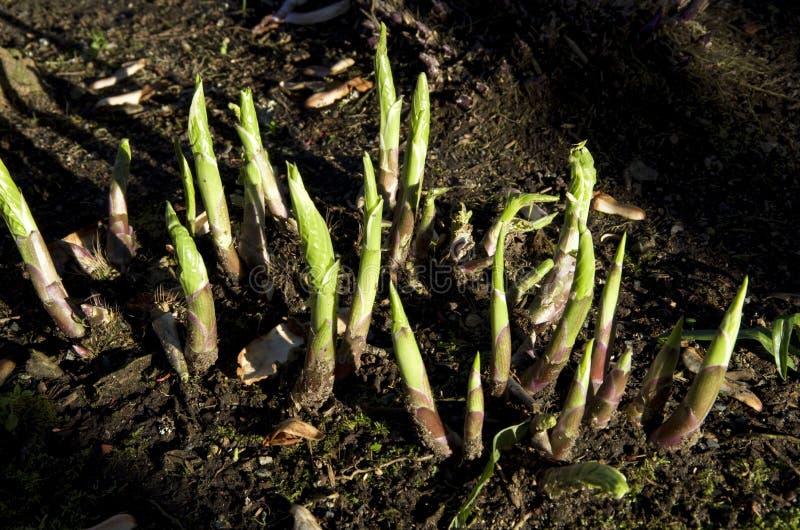 206,355 Spring Sprout Stock Photos - Free & Royalty-Free Stock Photos ...