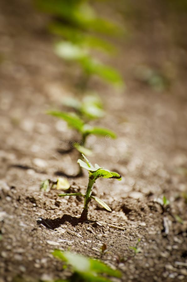 Spring Sprout Row stock photo. Image of environment, cultivated - 71639126