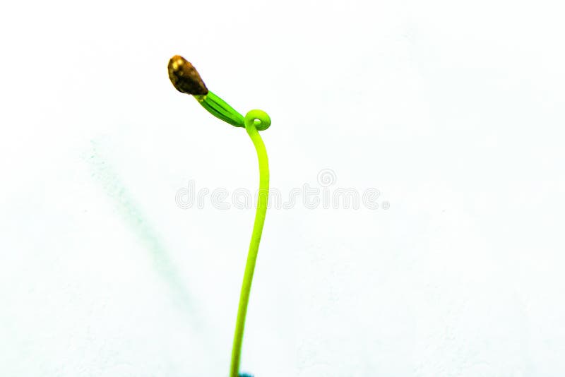 Spring Sprout, Sapling Made Its Way through the Ground, Isolate Stock ...