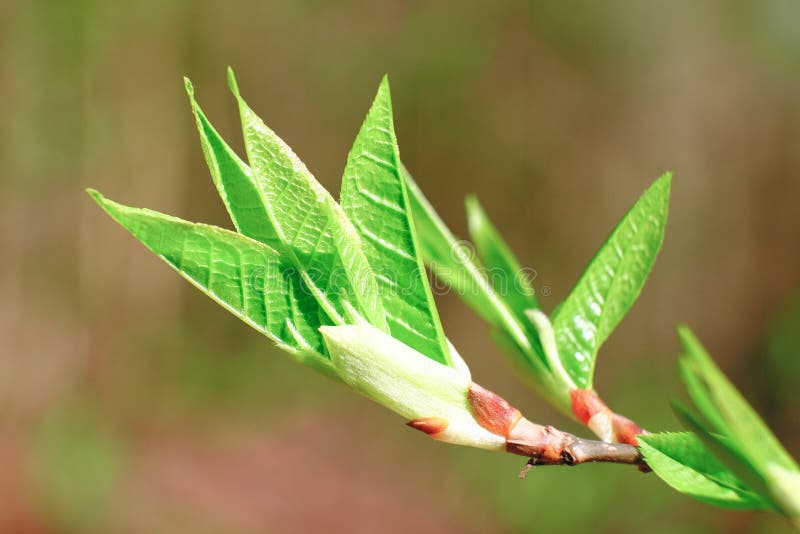 Spring Sprout on the Tree. Young Leaves on a Branch Stock Photo - Image ...