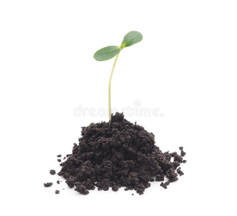 Spring sprout. stock photo. Image of seedling, sowing - 67864140