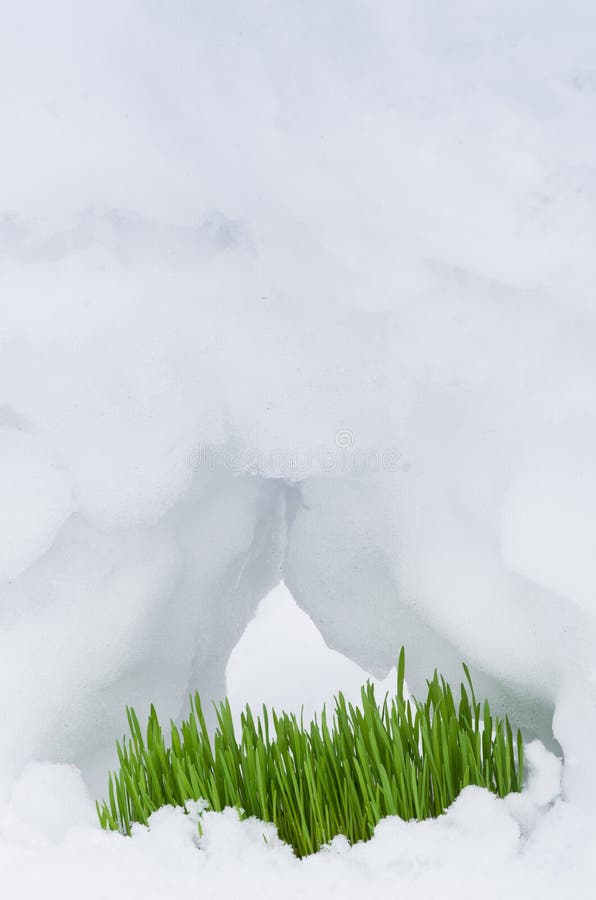 Spring sprout. stock photo. Image of sping, flower, life - 605706