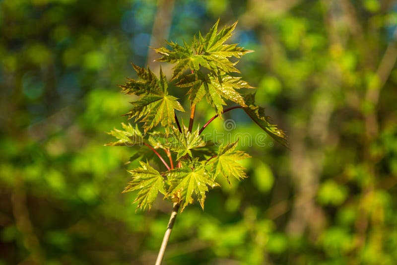 1,484 Maple Tree Sprout Stock Photos - Free & Royalty-Free Stock Photos ...