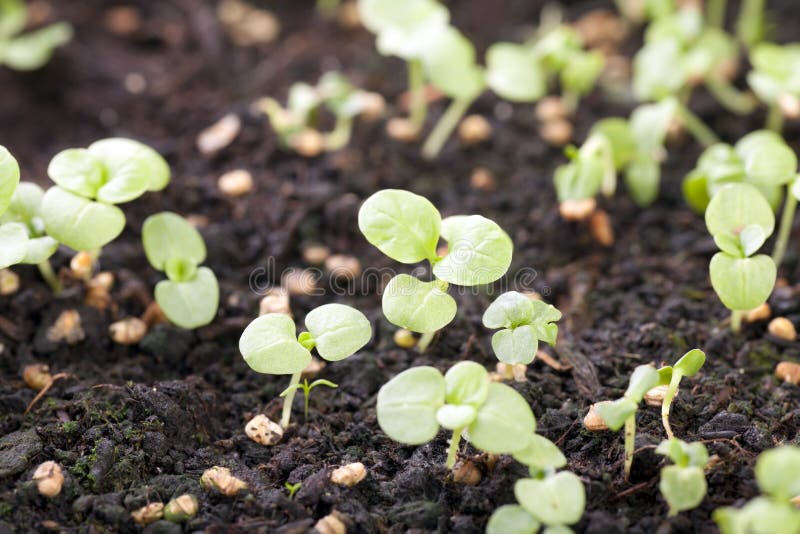 Spring Sprouting stock photo. Image of leaf, natural - 22223420