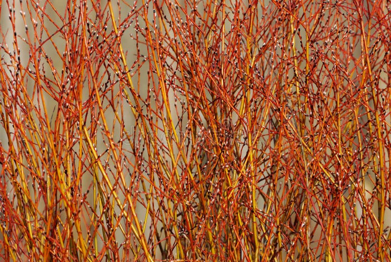 Sprouting tree stock photo. Image of cement, agriculture - 6408078