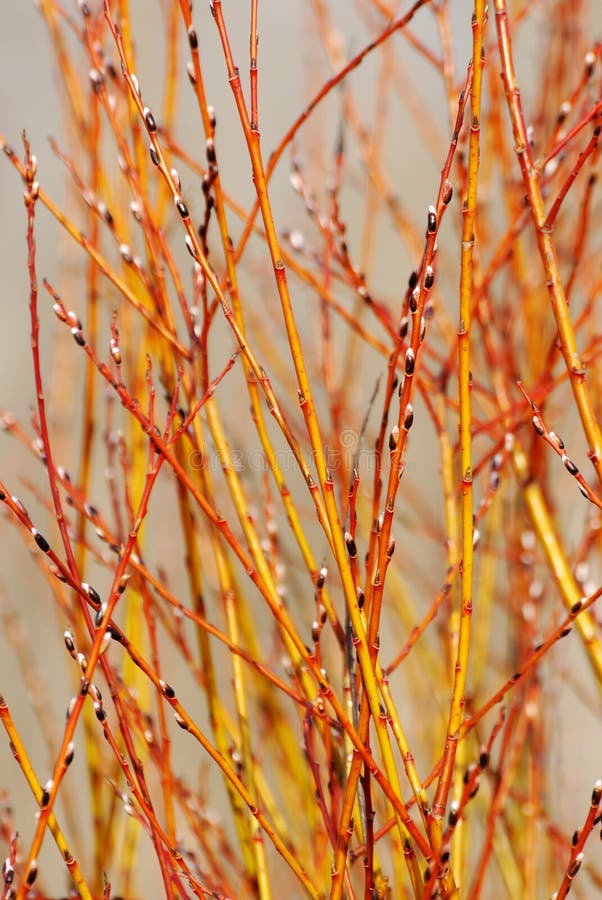 Sprouting tree stock photo. Image of cement, agriculture - 6408078