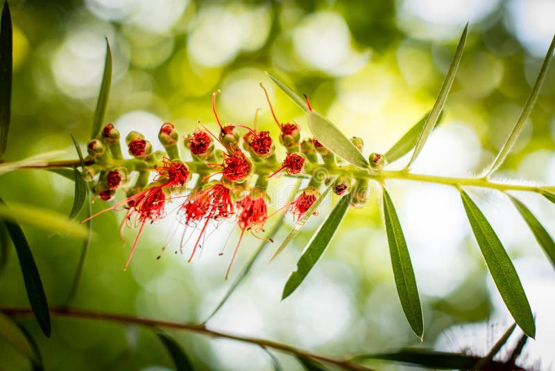 Spring Sprouts stock image. Image of trees, shot, close - 96986357