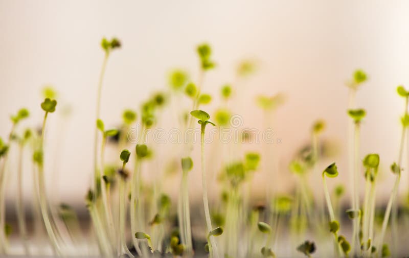Spring sprouts stock image. Image of germ, beautiful - 87600983