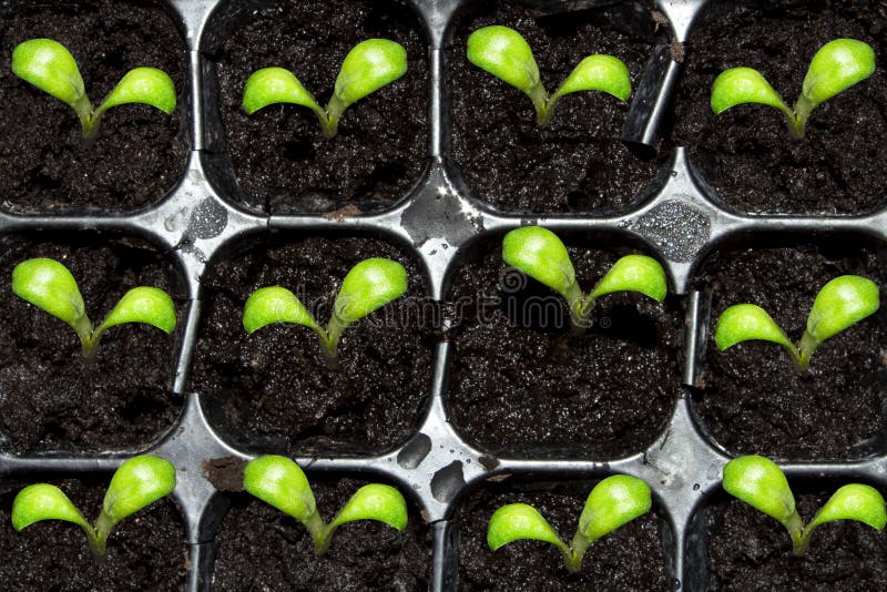 Spring sprouts germinate stock image. Image of leaf - 116267299