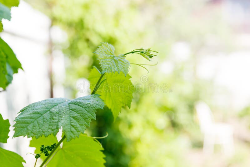 Spring Sprouts Green Grapes on Vine. Stock Photo - Image of wine, swirl ...
