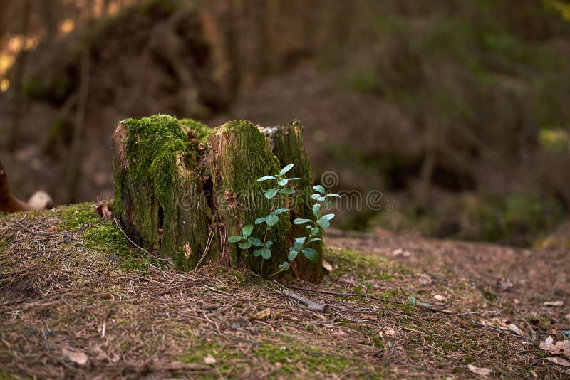 Stump with sprouts stock photo. Image of tree, spring - 54148340