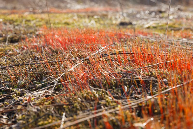 Spring sprouts moss stock photo. Image of field, abundance - 39969498