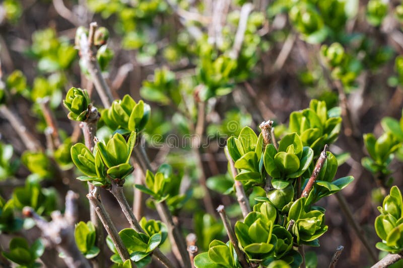 Spring Sprouts Privet Bush Natural Light Close Up Stock Photos - Free ...
