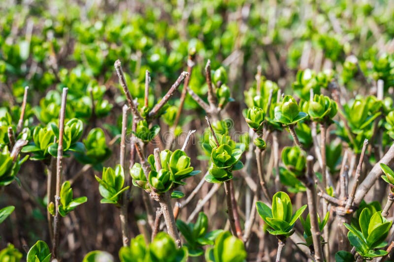Spring Sprouts of a Privet Bush in Natural Light Close-up Stock Image ...