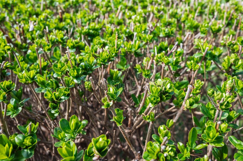 Spring Sprouts of a Privet Bush in Natural Light Close-up Stock Photo ...