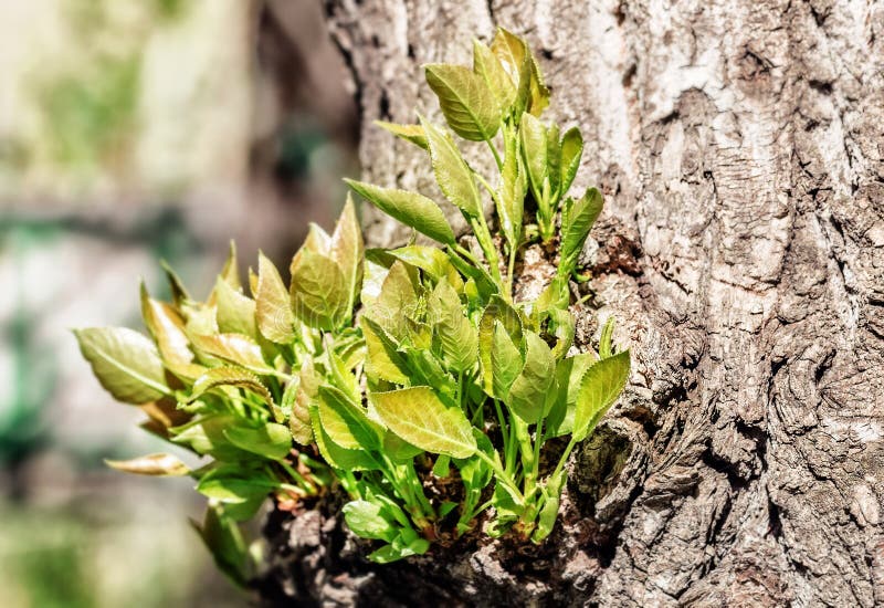 Spring sprouts on tree stock image. Image of park, tree - 69830329