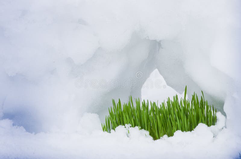 Spring sprouts stock photo. Image of young, sprout, spring - 30258058