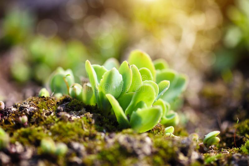 Spring Sprouts of Young Leaves. Sunny Day Stock Photo - Image of detail ...