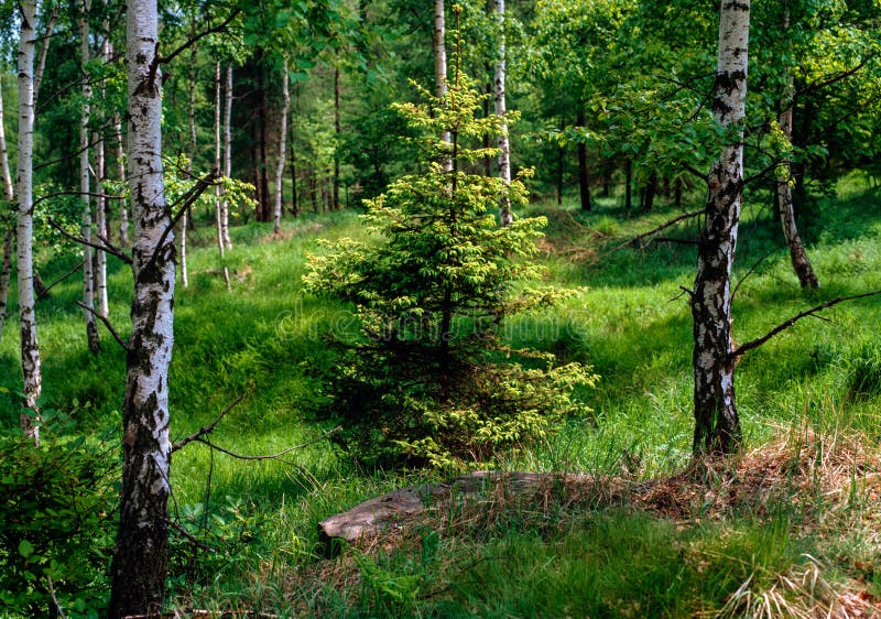 Spring Spruce in the Birch Forest Stock Photo - Image of trees, tree ...