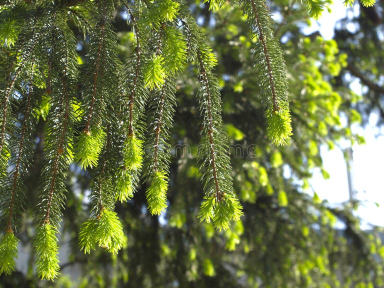 Spring spruce branches stock image. Image of cone, culture - 92048231