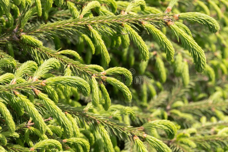 Spring Spruce Tree Branches Stock Photo - Image of christmas, plant ...
