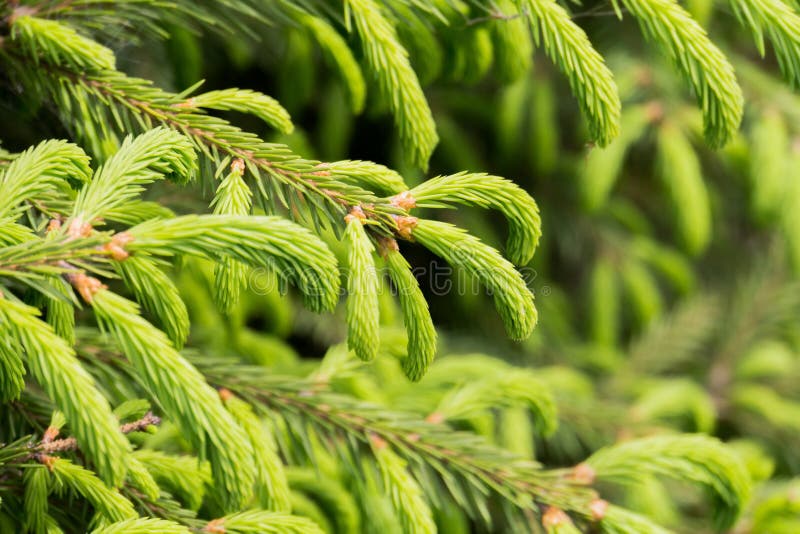 Spring Spruce Tree Branches Stock Image - Image of tradition, needle ...