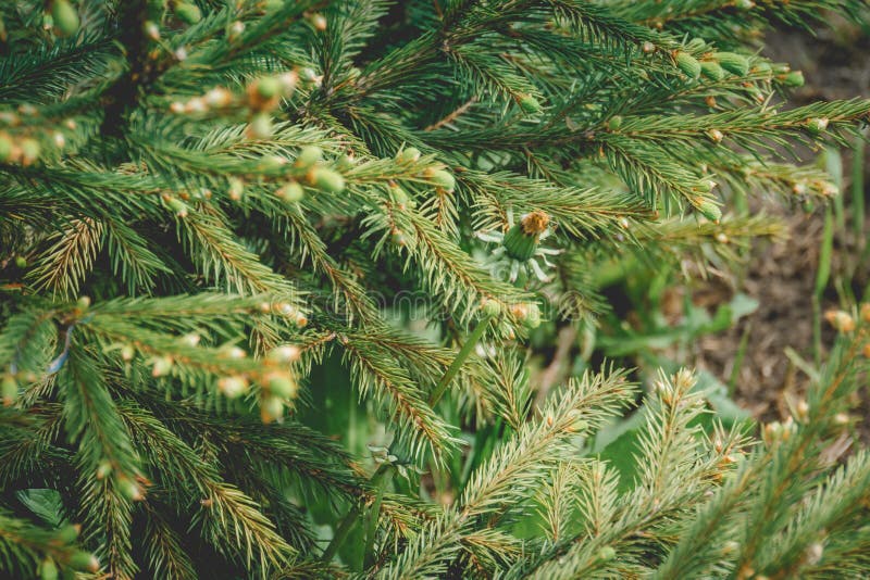 Spring Spruce Tree Branches Retro Stock Photo - Image of plant ...