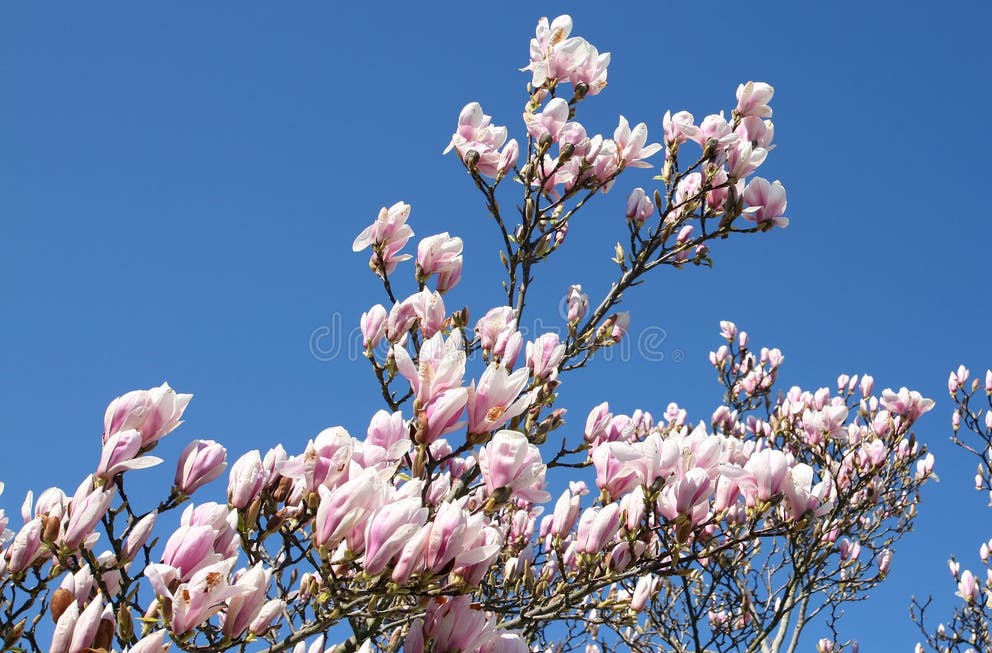 Spring is Sprung stock image. Image of bloom, budding, beautiful - 666745