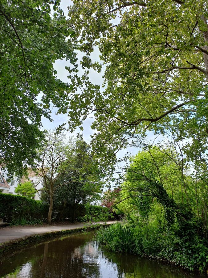 Spring has sprung stock photo. Image of flowers, leaves - 109682056