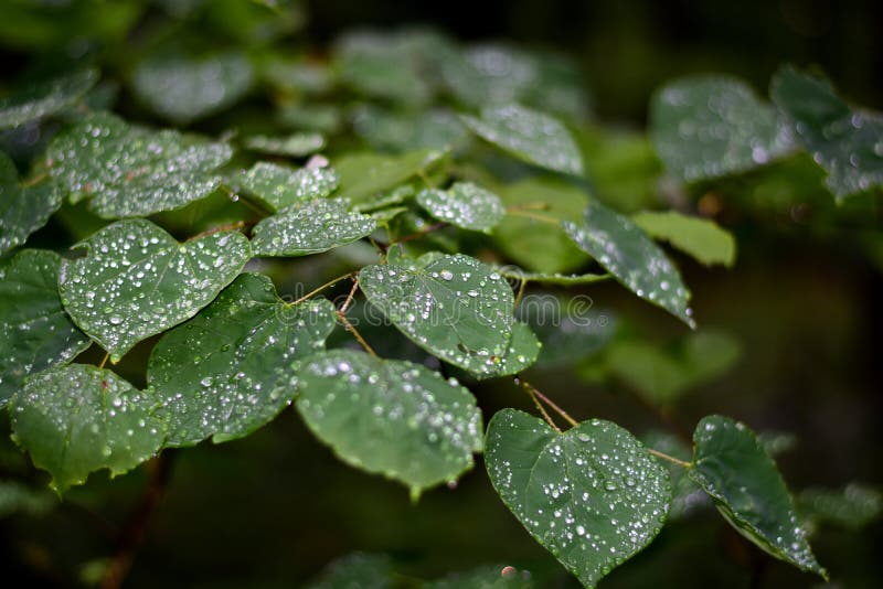 Spring has sprung stock photo. Image of flowers, leaves - 109682056