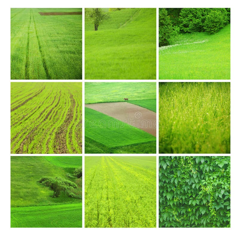 Spring square green stock photo. Image of holidays, garden - 51903120