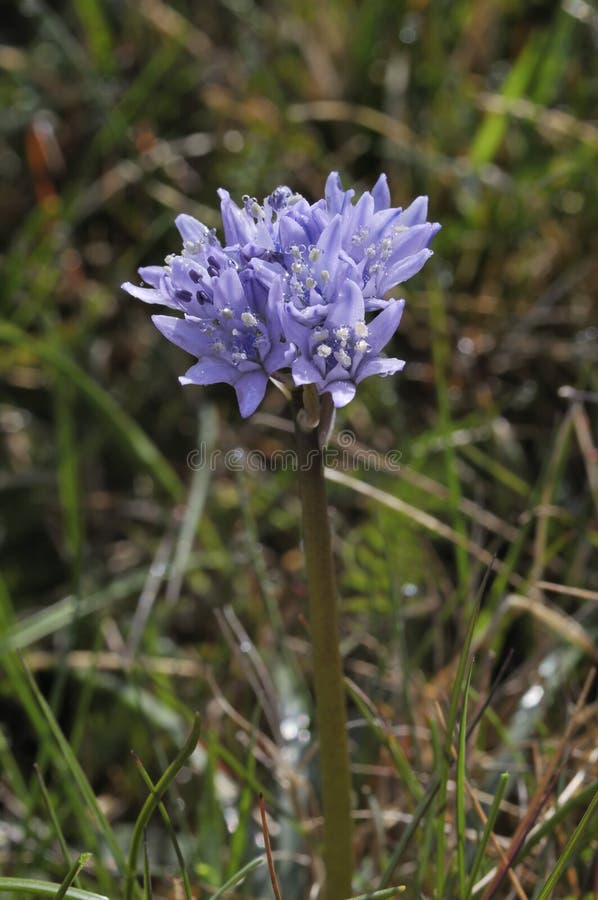Spring Squill stock photo. Image of nature, bright, lily - 54748560