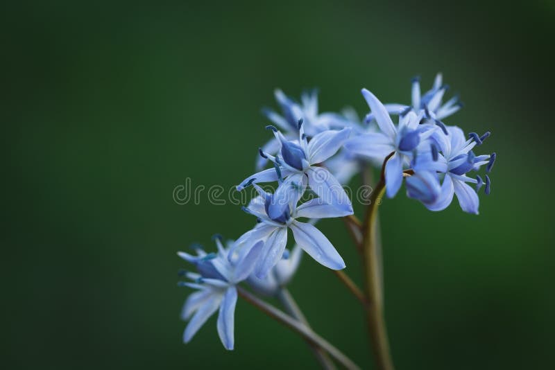 Spring Squill (Scilla Bifolia) Stock Photo - Image of blossoms, detail ...