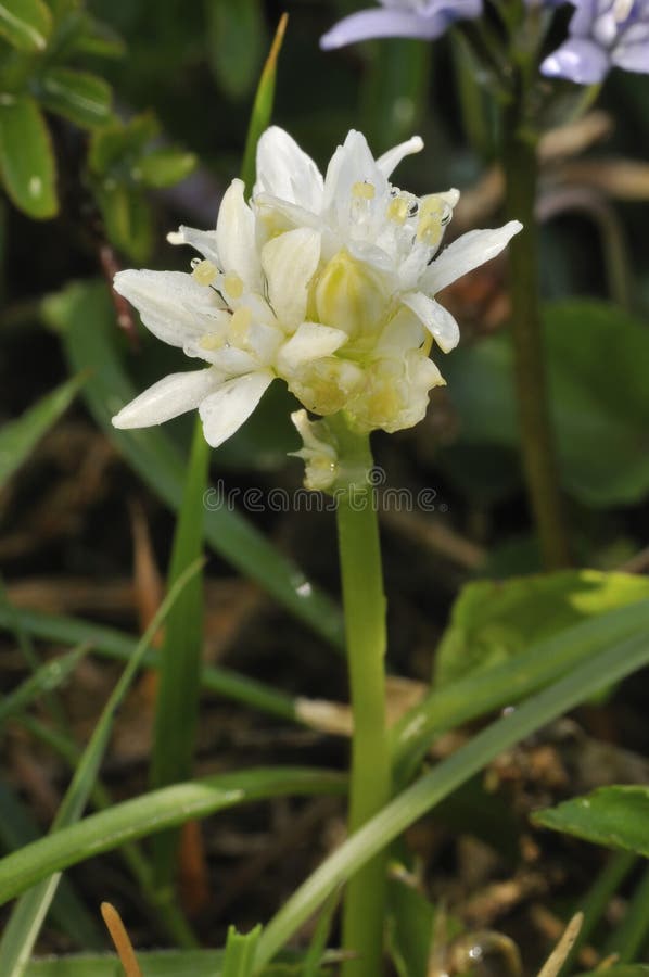 Spring Squill (Scilla Verna) Stock Photo - Image of decorative, fresh ...