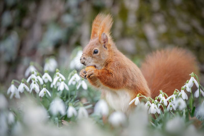 Spring squirrel stock photo. Image of mossy, nature, europe - 88695946