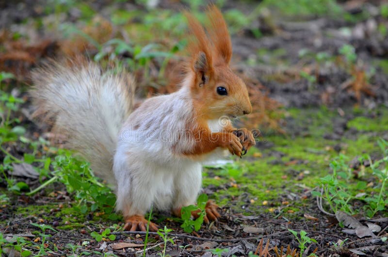 Spring squirrel stock image. Image of fauna, stand, small - 51942509