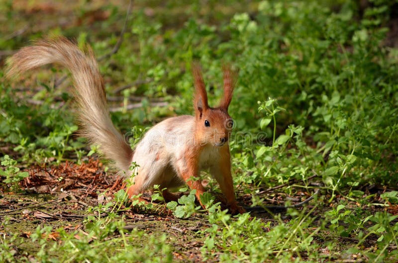 Spring squirrel stock photo. Image of spring, animal - 70153002