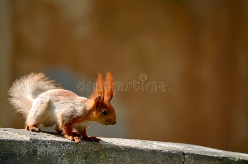 Spring squirrel stock photo. Image of spring, animal - 70153006