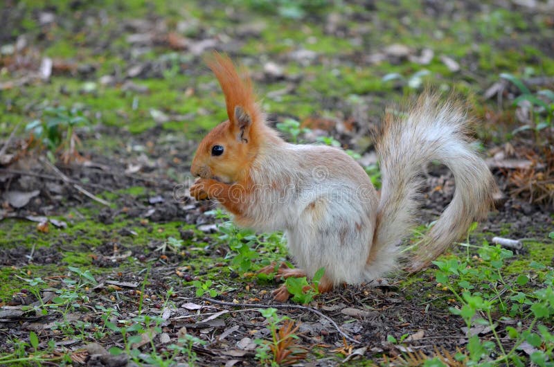 Spring squirrel stock image. Image of tail, grass, mammal - 70153013