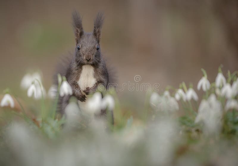 Spring squirrel stock photo. Image of animal, orange - 52565488