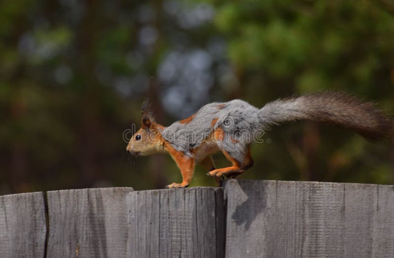 Spring Squirrel Runs by the Fence Stock Image - Image of jumping ...
