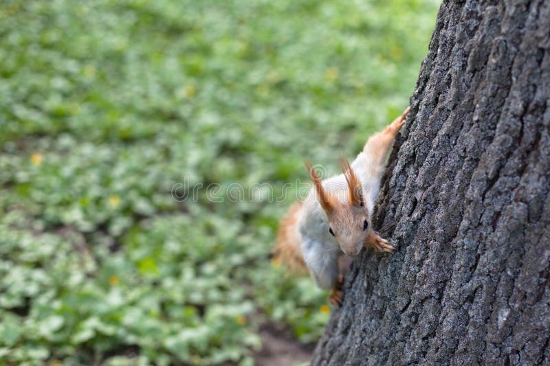 Spring squirrel stock photo. Image of mammal, horizontal - 61166842
