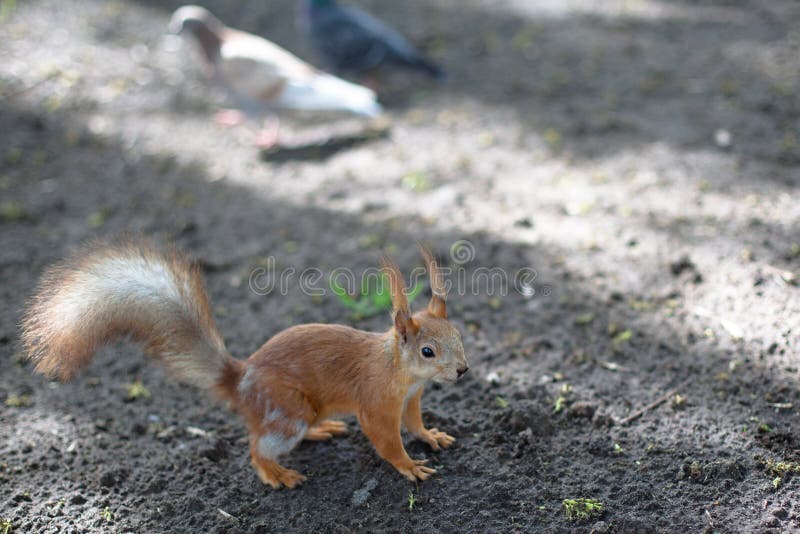 Spring squirrel stock photo. Image of friendship, molt - 46178182
