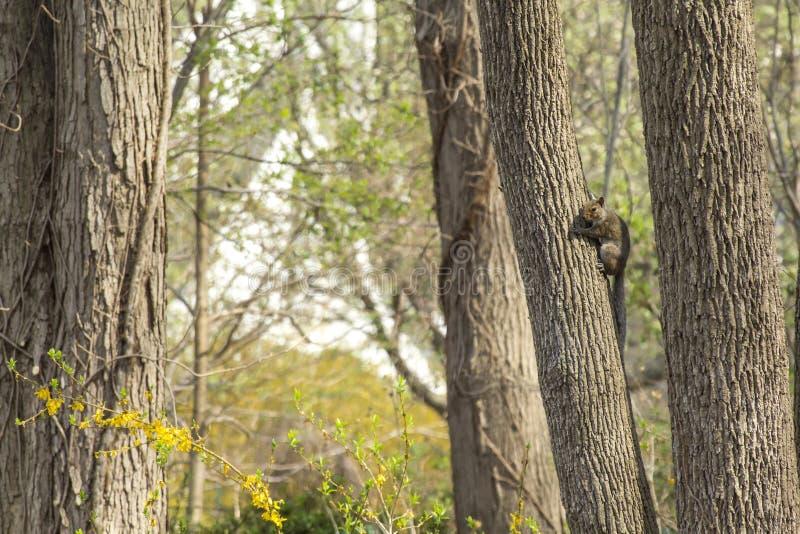 Spring Squirrel Woods stock image. Image of grey, outside - 70579733