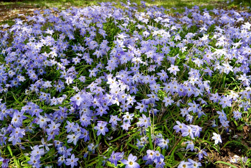Spring star flower stock photo. Image of flowers, bloom - 18774486