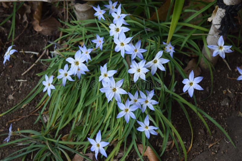 Spring Star Flower stock image. Image of kanagawa, japan - 89109167