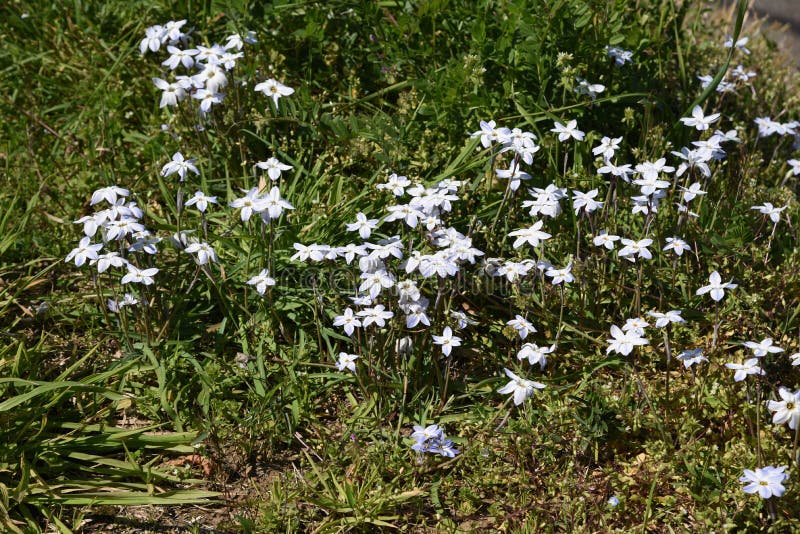 Spring star flower stock image. Image of plant, blooming - 143962741