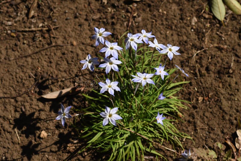 Spring star flower stock photo. Image of plant, japan - 143962742