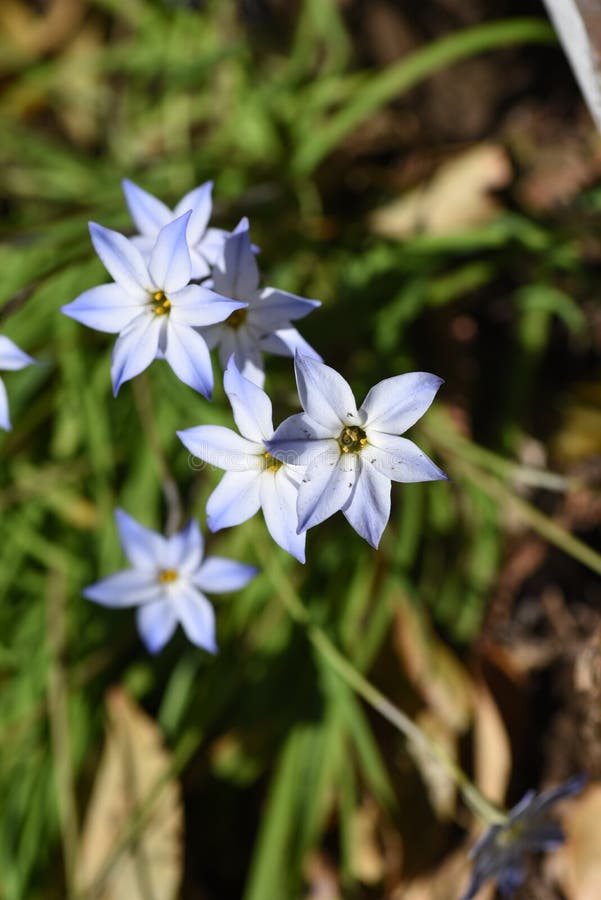 Spring star flower stock image. Image of blossom, stamens - 143962751