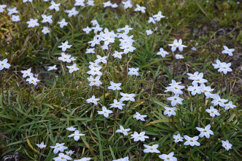 Spring star flower stock image. Image of blossom, stamens - 143962751